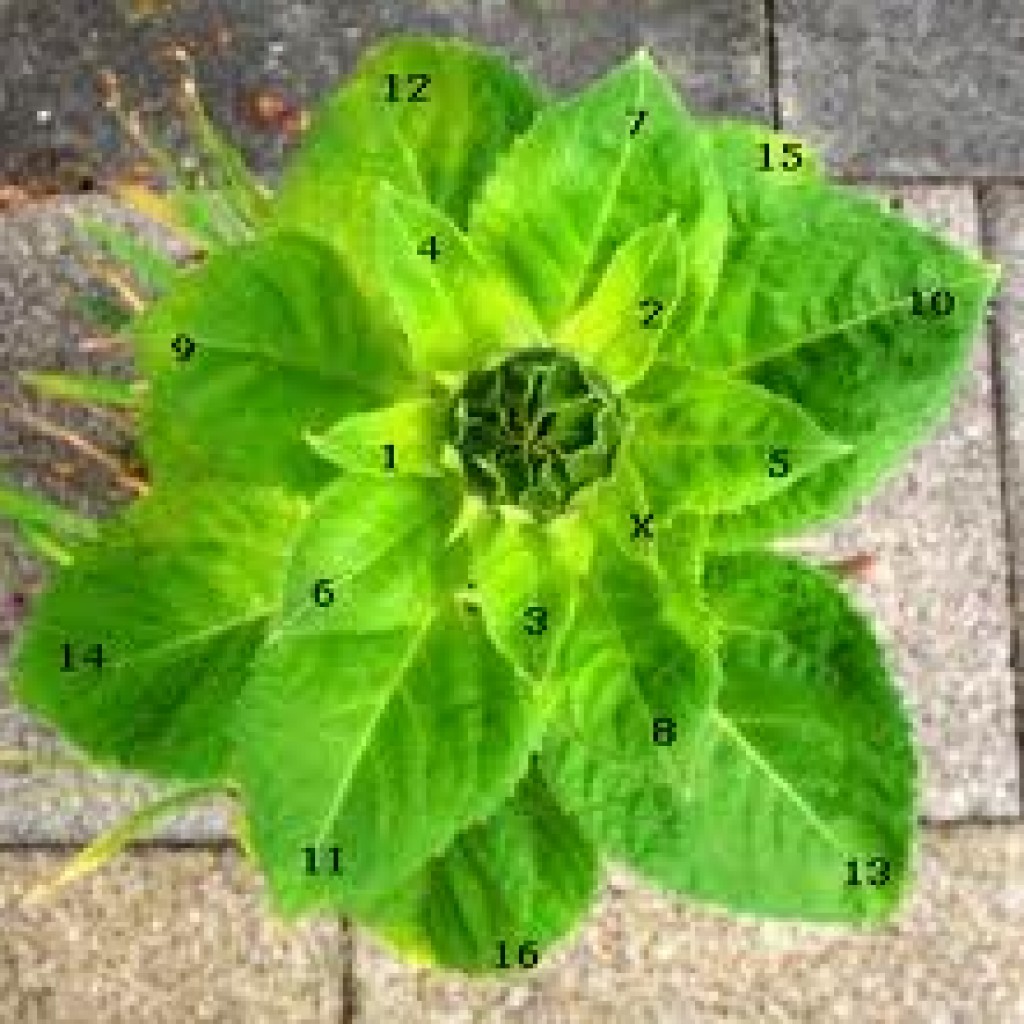 Fakta Kabah, Makkah dan Misteri Angka Fibonacci 1.618 (Mukjizat Islam ...